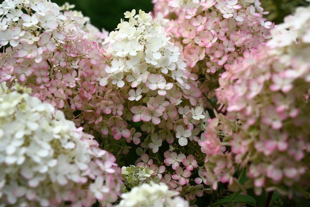 7 Stunning White Hydrangeas For Your Garden