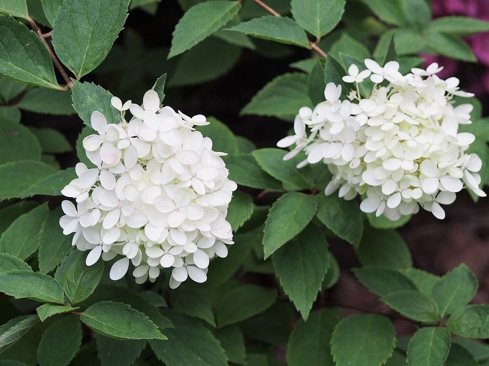 6 Hydrangea Varieties To Grow in Pots
