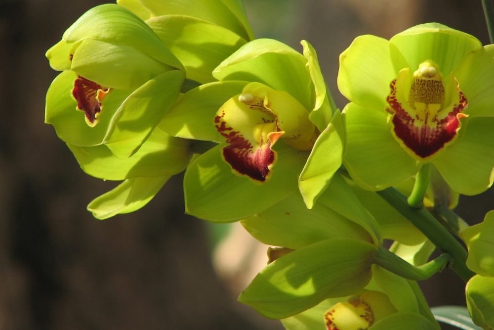 7 Orchid Flower Colors To Brighten Your Home