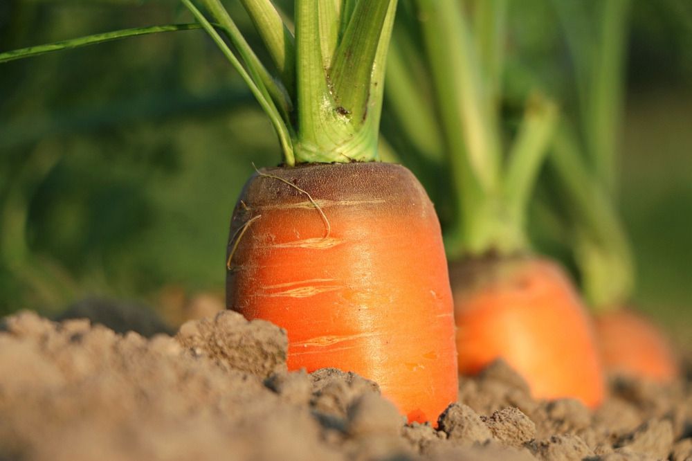 6 Vegetables You Can Grow Outdoors in Winter