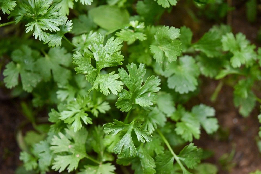7 Tips for Growing Cilantro in Raised Beds