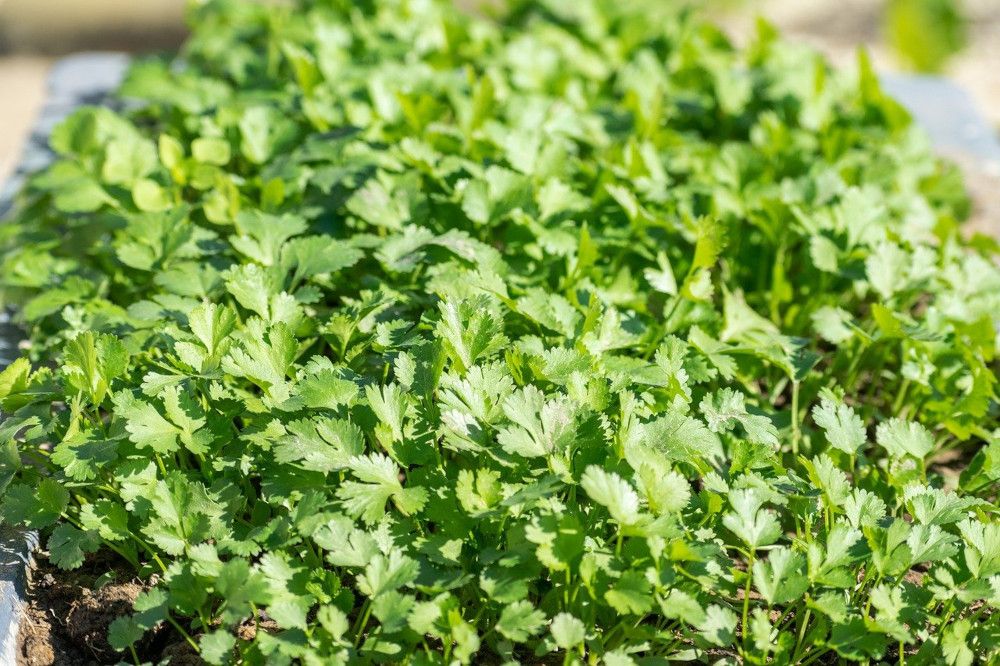 4 Ways to Prevent Bolted Cilantro
