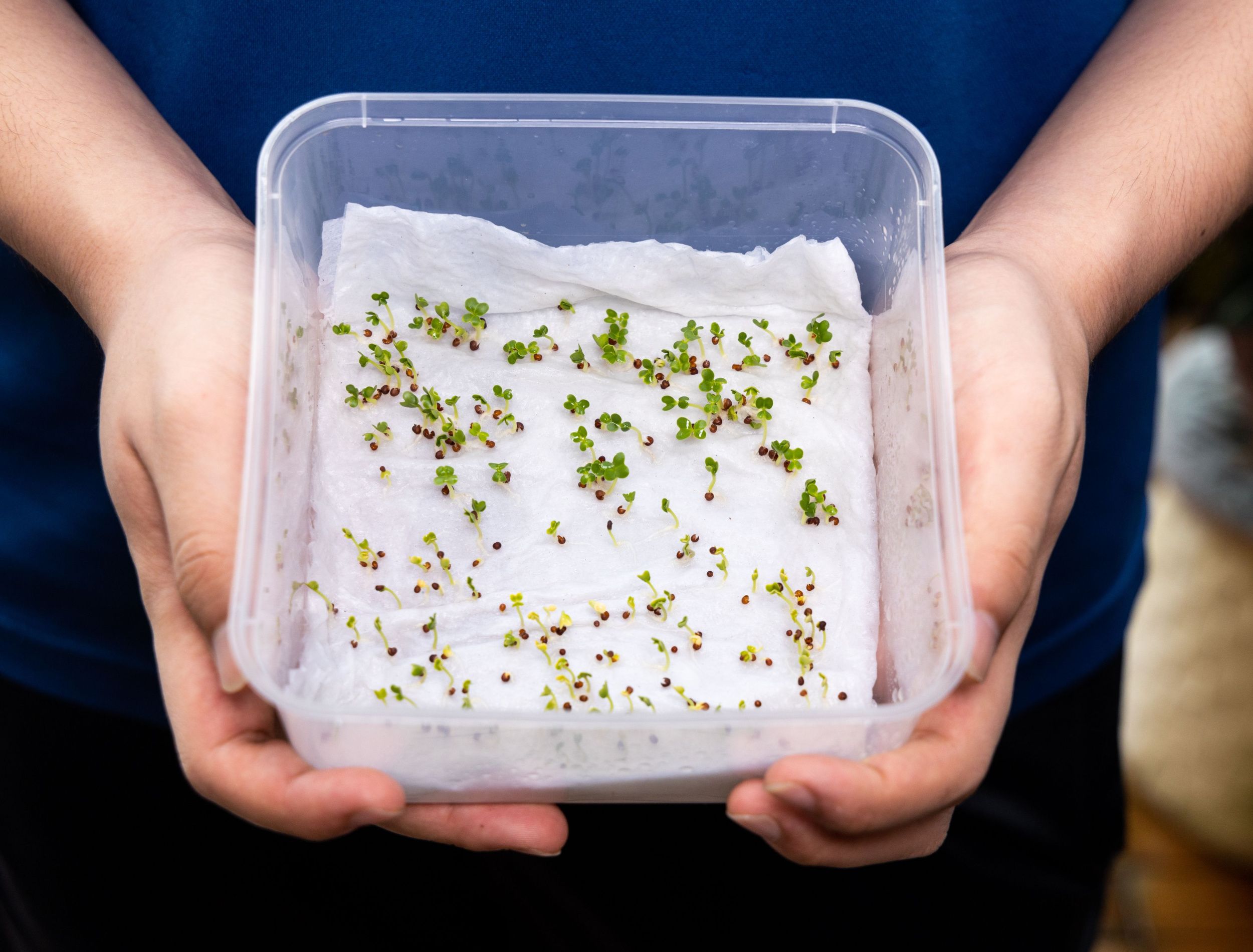 5 Seeds That Won't Germinate Without Cold Stratification