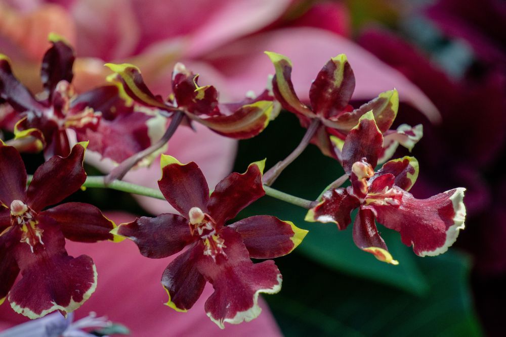 7 Orchid Flower Colors To Brighten Your Home
