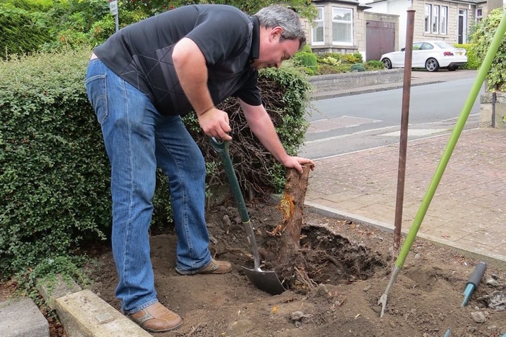 8 Ways to Kill a Tree Stump