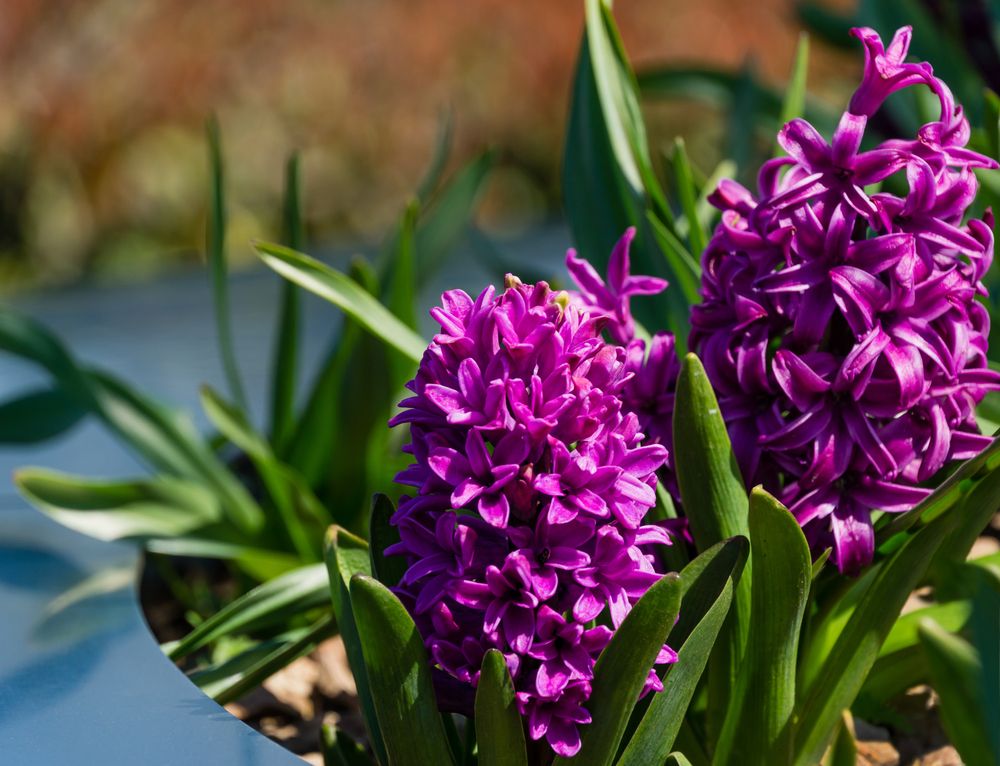 5 Flowers and Vegetables to Sow in November