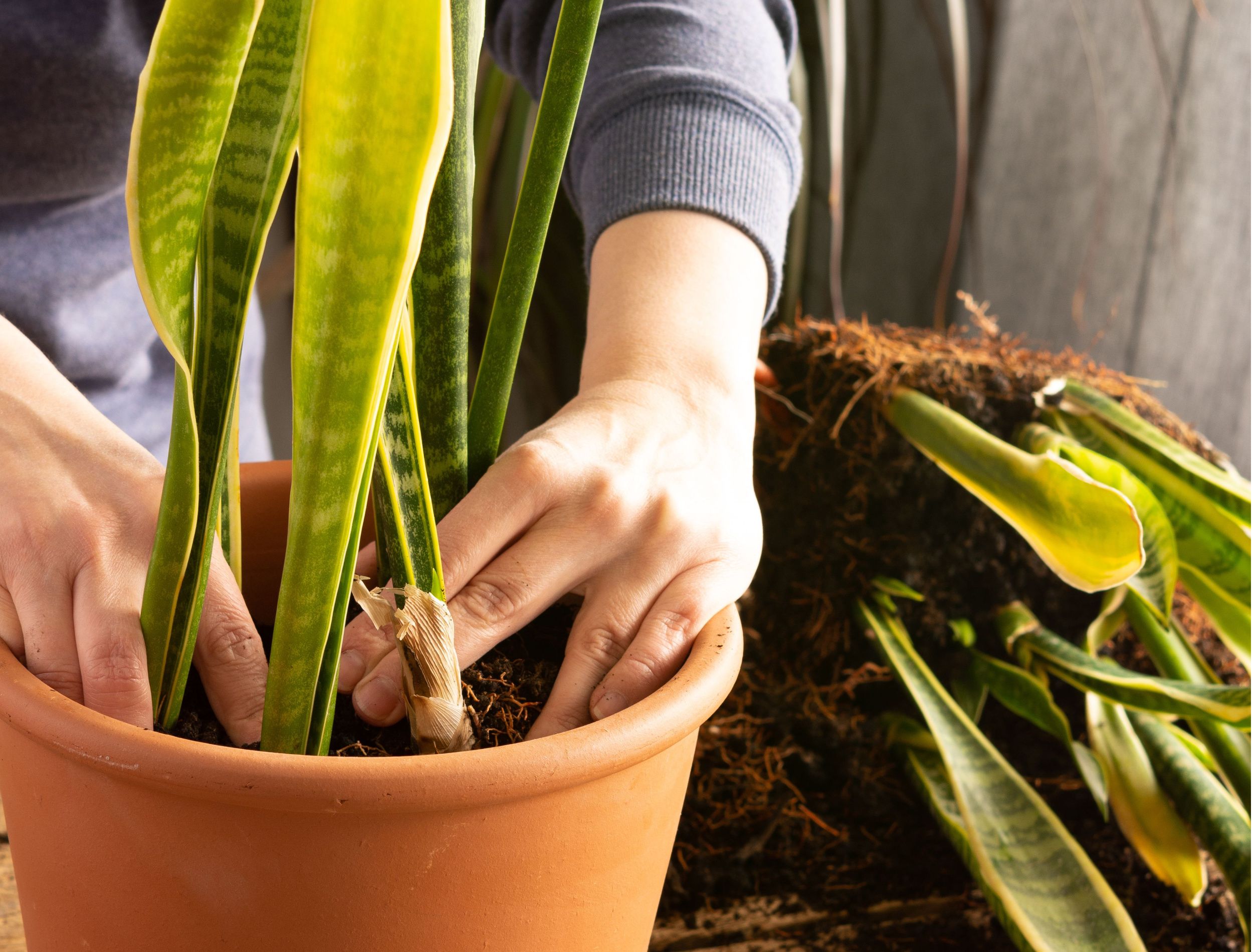 How To Fertilize Your Snake Plant How To Fertilize Your Snake Plant