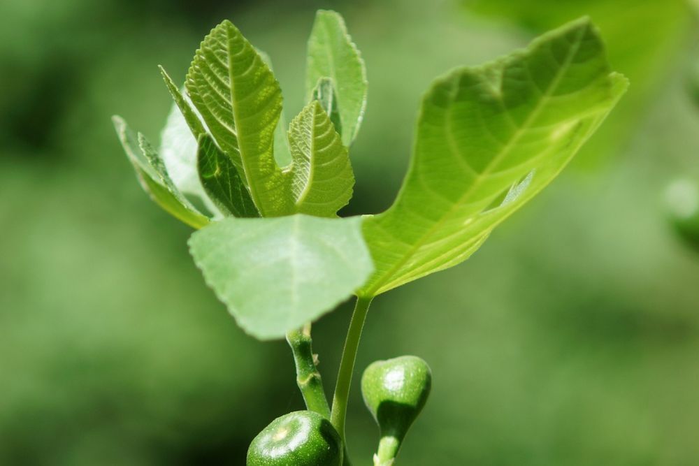How to Properly Prune Your Potted Fig Tree