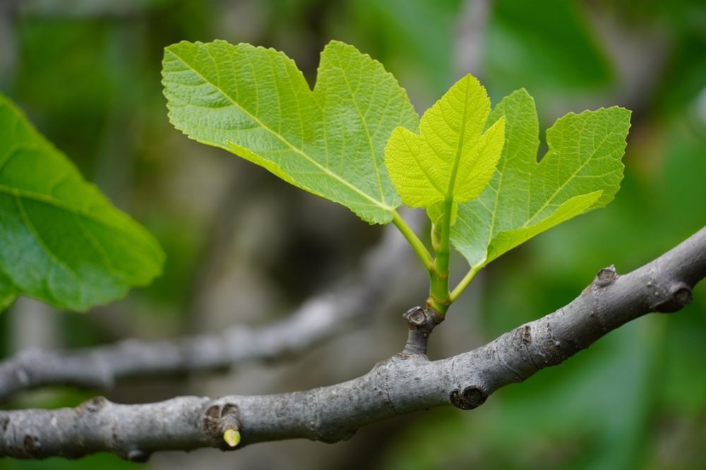 5 Tips For Growing a Fig Tree in a Pot