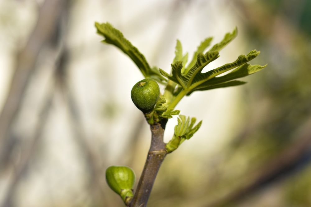 How to Properly Prune Your Potted Fig Tree