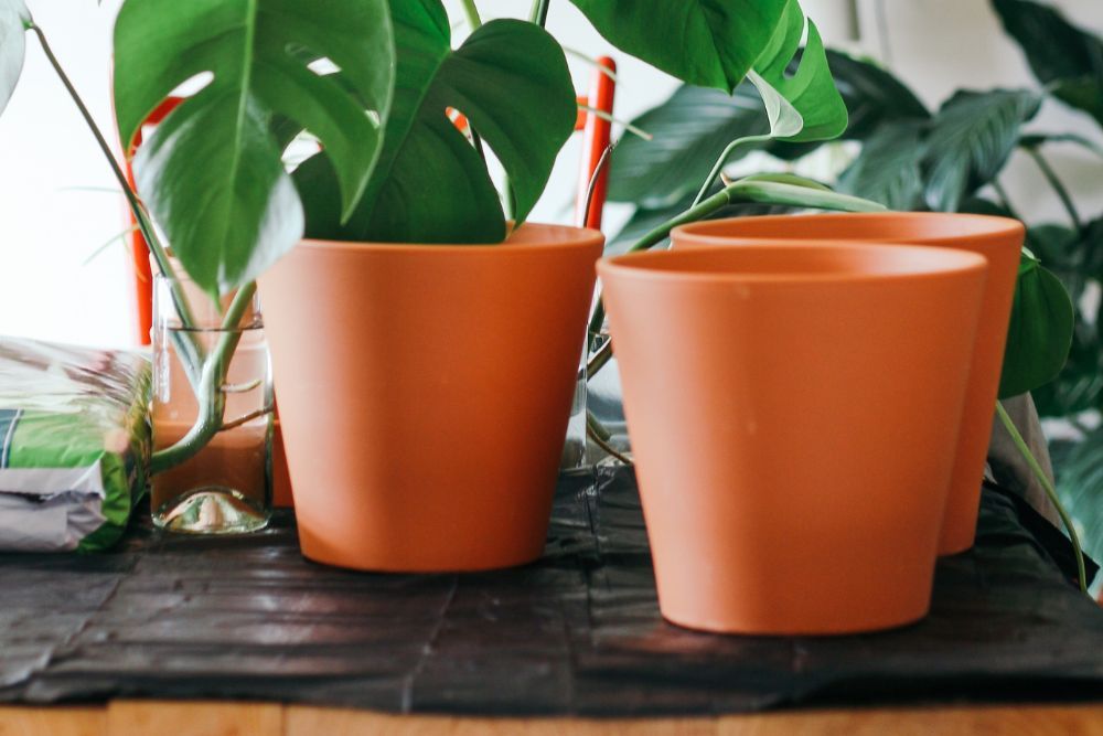 How To Grow Lilacs in Pots