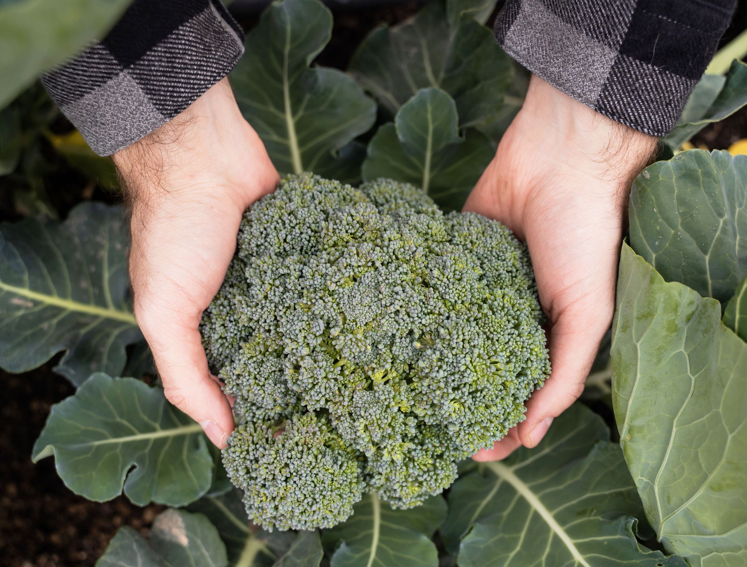Why Your Broccoli Heads Become Loose and Bitter