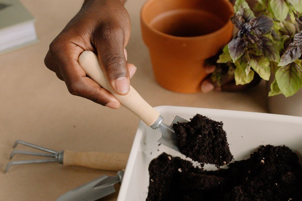 How To Grow Lilacs in Pots