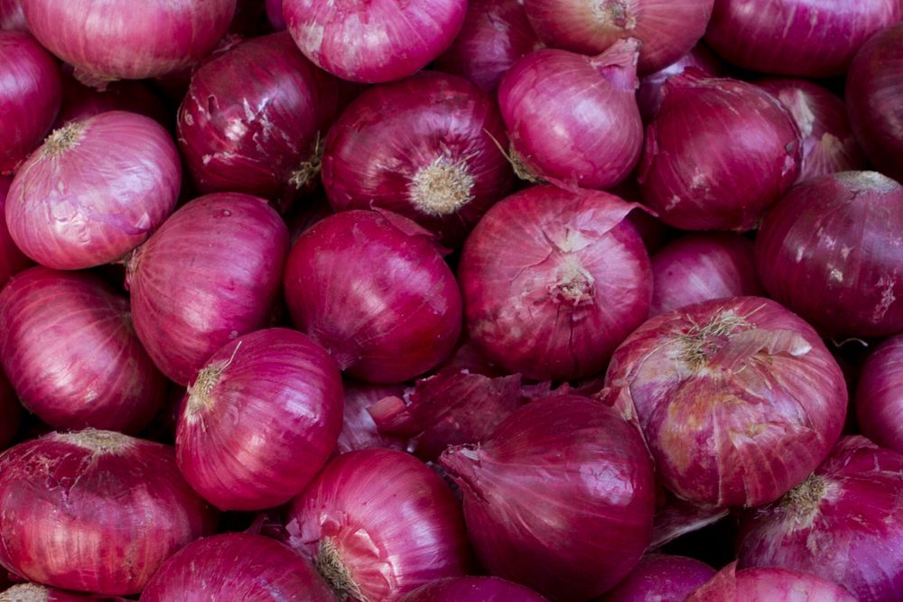 4 Best Winter Onions to Grow