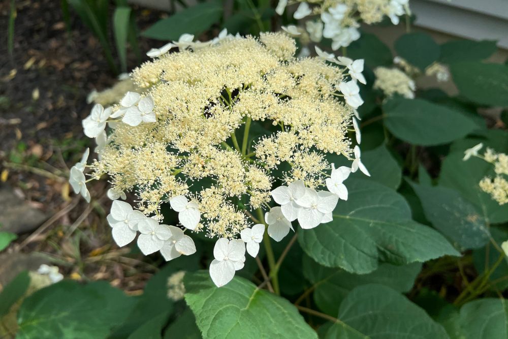 7 Stunning White Hydrangeas For Your Garden