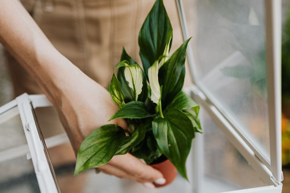 How To Fertilize Your Peace Lily