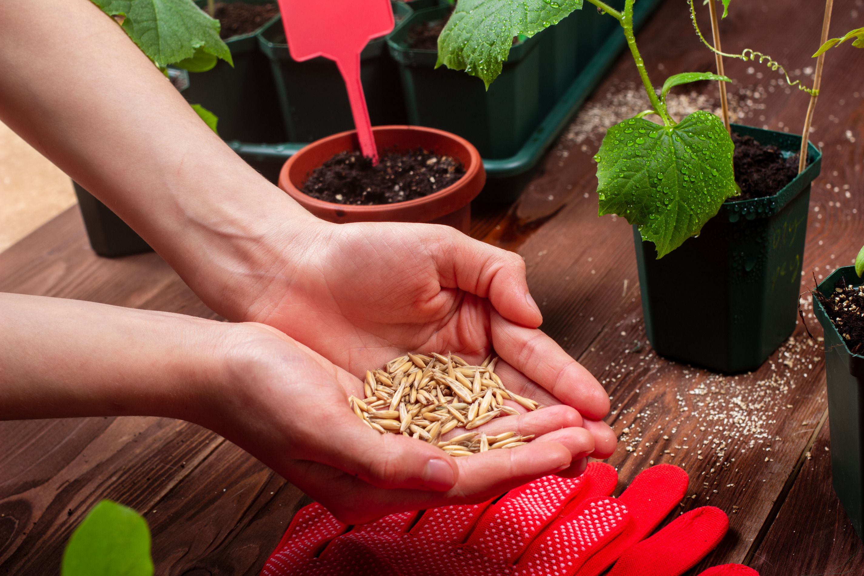 3 Types of Green Manure Crops to Grow in Your Garden