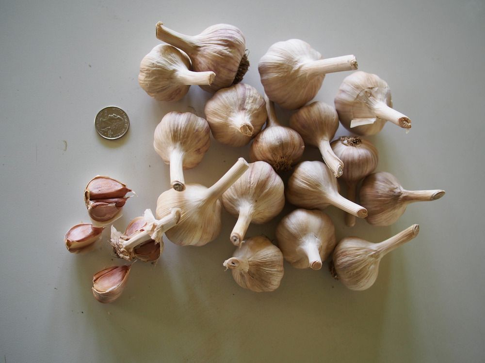 Common Types of Garlic You Can Grow at Home