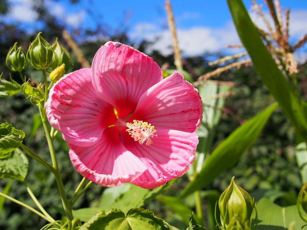 8 Tips For Growing Hardy Hibiscus