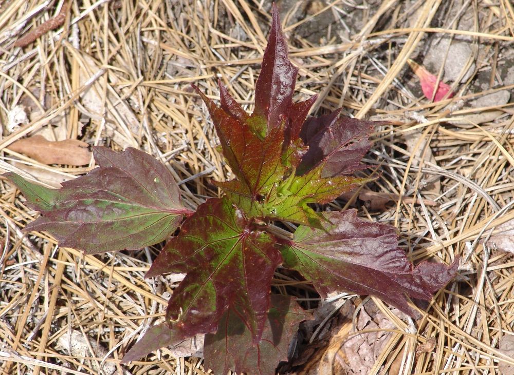 8 Tips For Growing Hardy Hibiscus