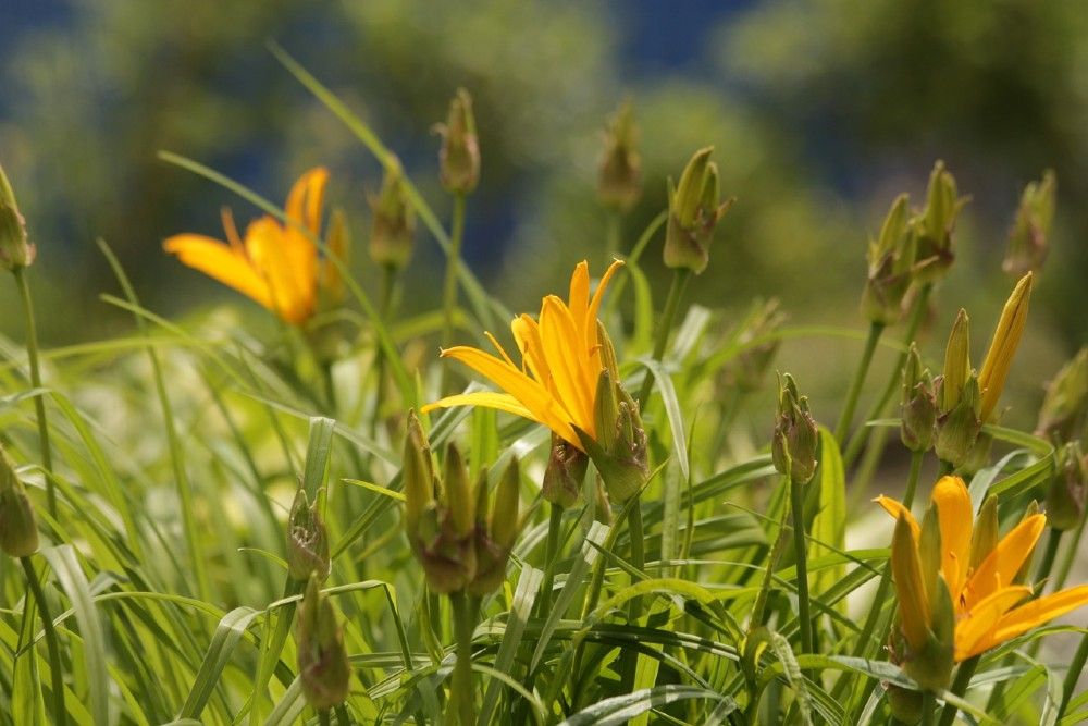 5 Beautiful Daylilies to Grow in Your Garden