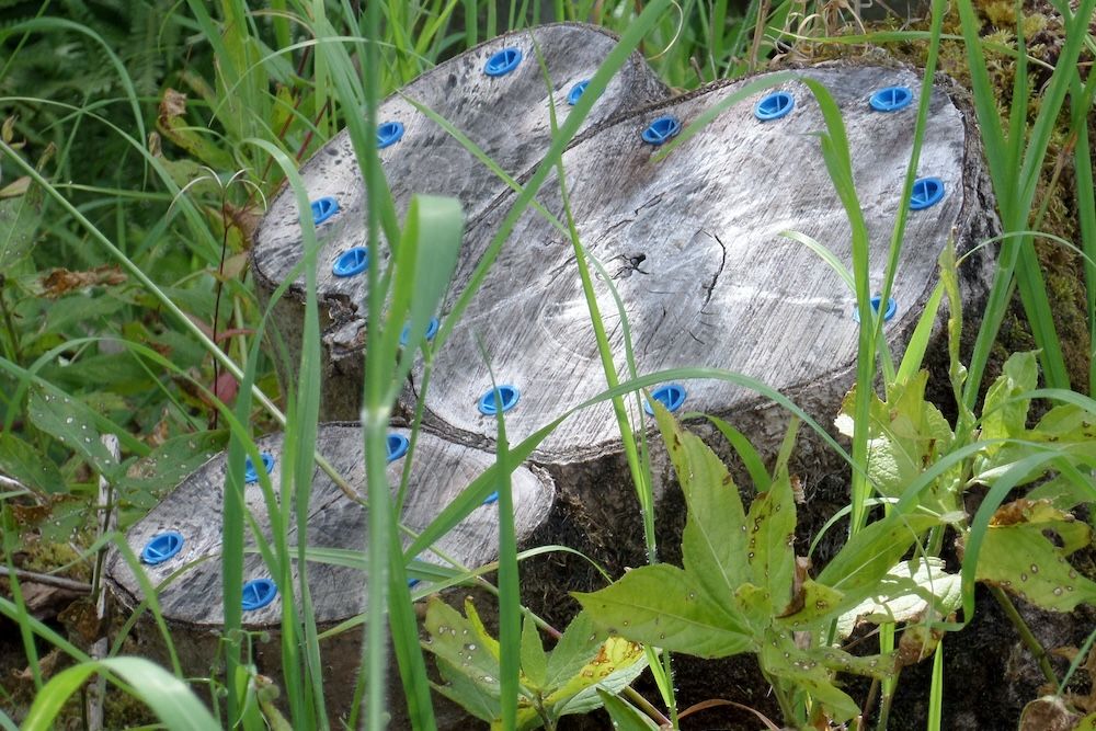 8 Ways to Kill a Tree Stump