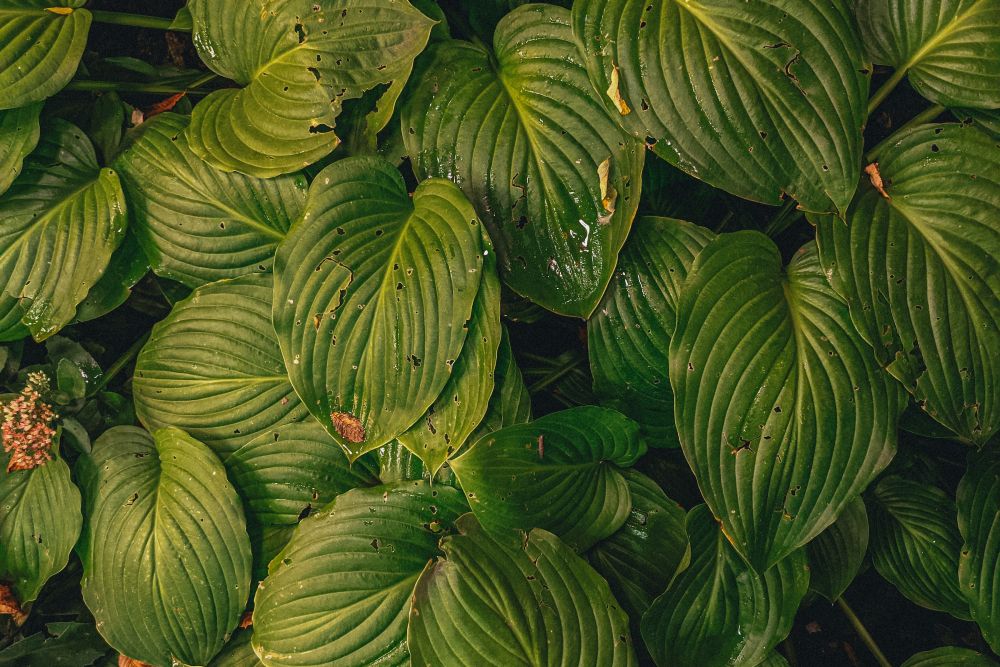 5 Common Hosta Diseases to Watch For