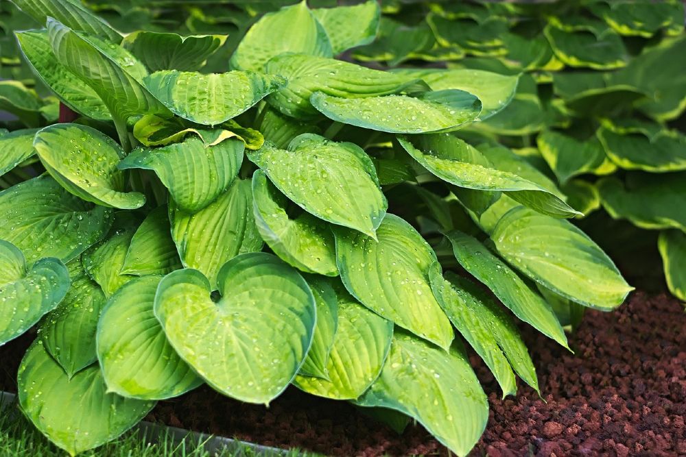 5 Common Hosta Diseases to Watch For