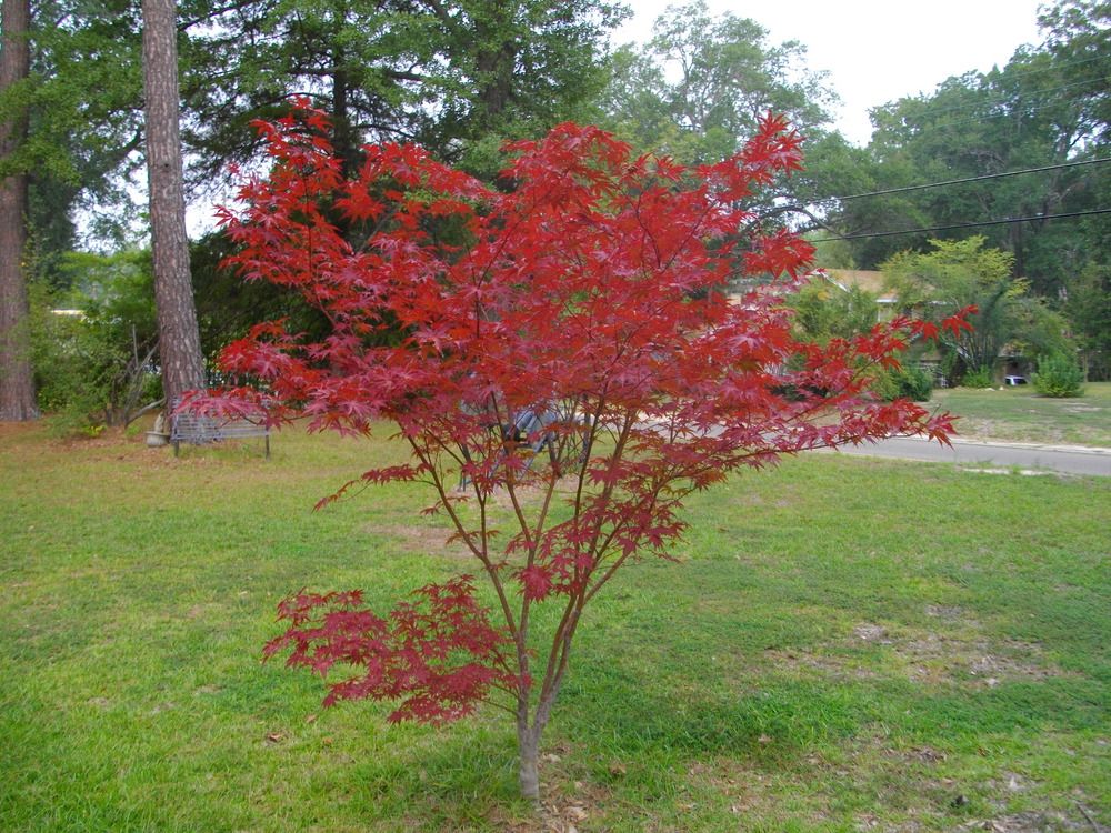 How to Prune Your Japanese Maple Tree