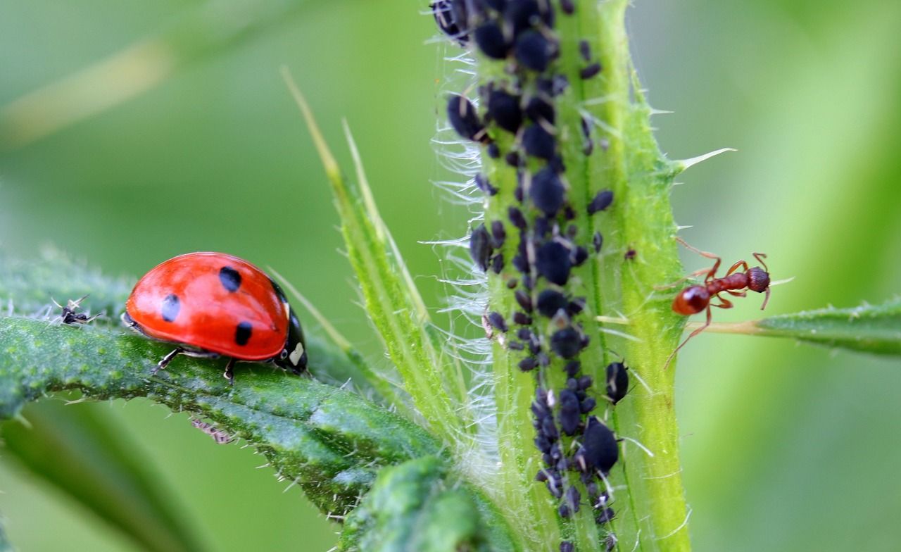 5 Care Tips For Spider Mums