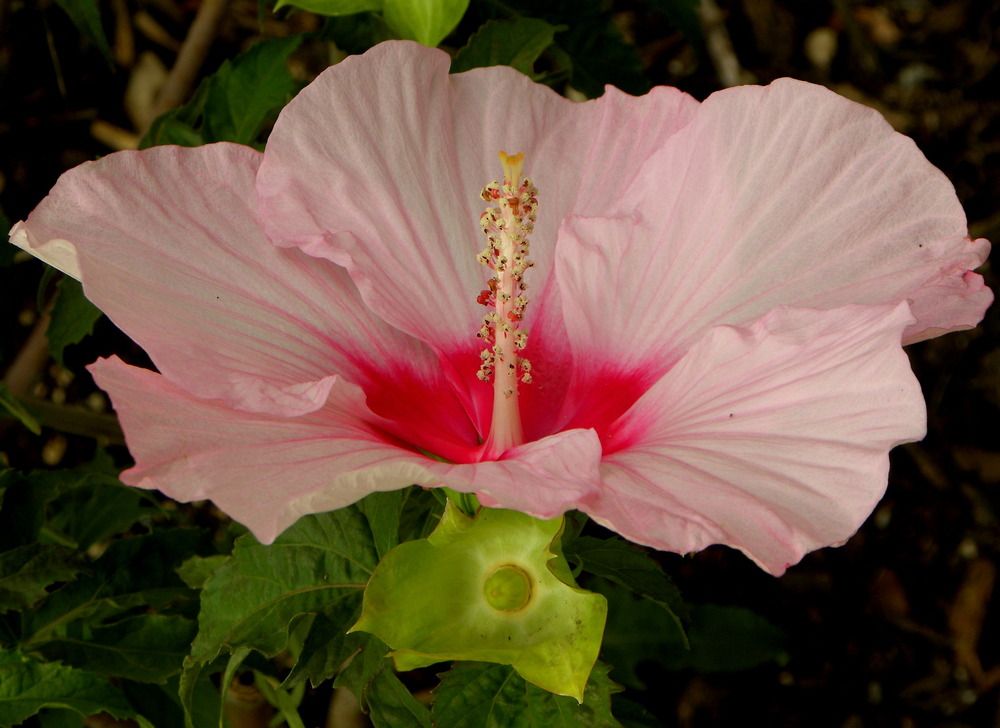 5 Cold-Hardy Hibiscus Varieties For Your Garden