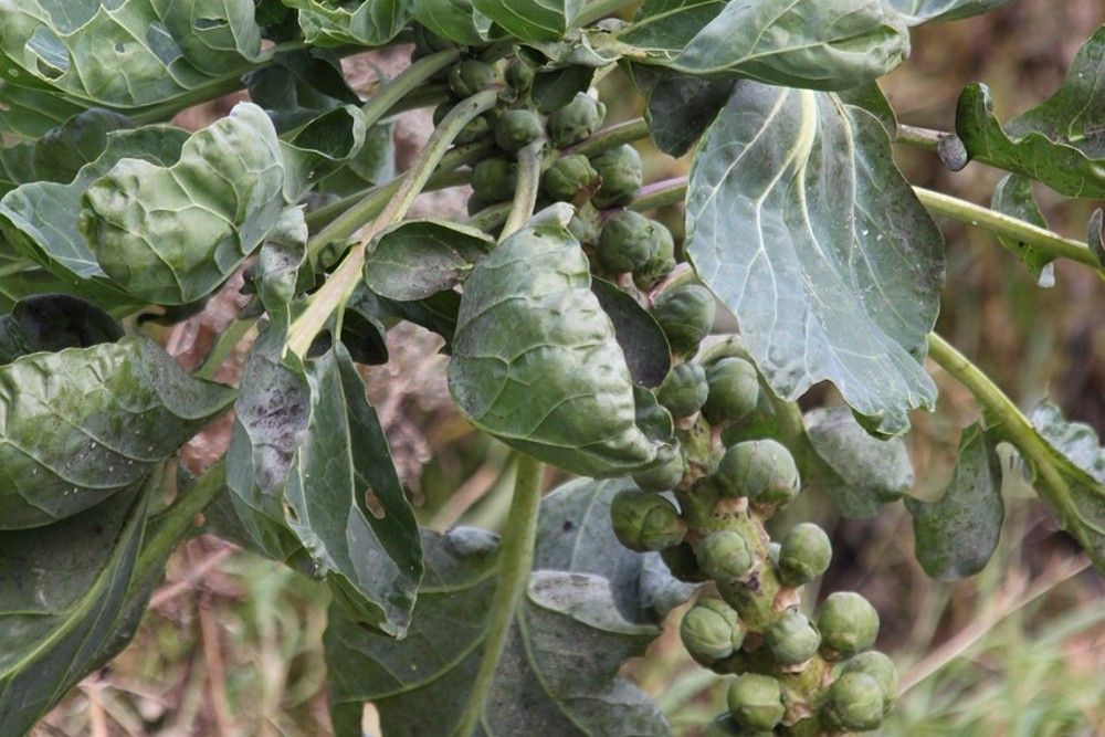 How To Grow Brussels Sprouts