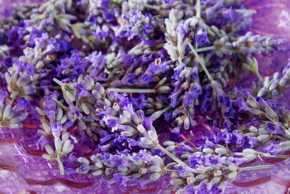 How to Propagate Lavender