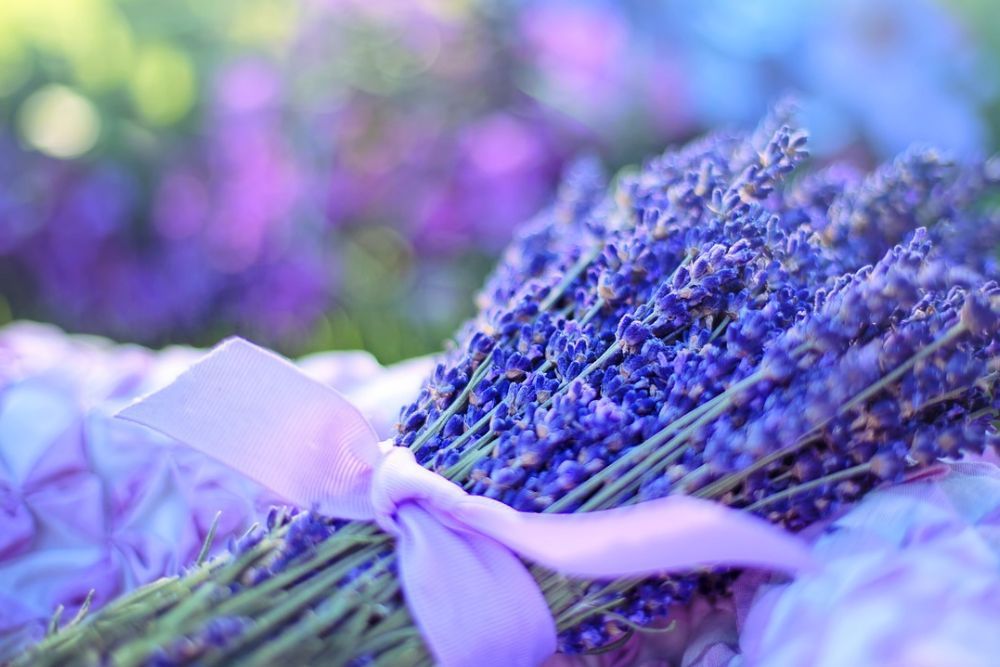 How to Grow Lavender Indoors