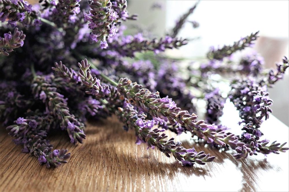 How to Propagate Lavender