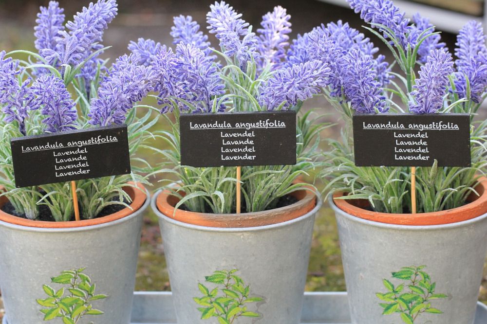 How to Propagate Lavender