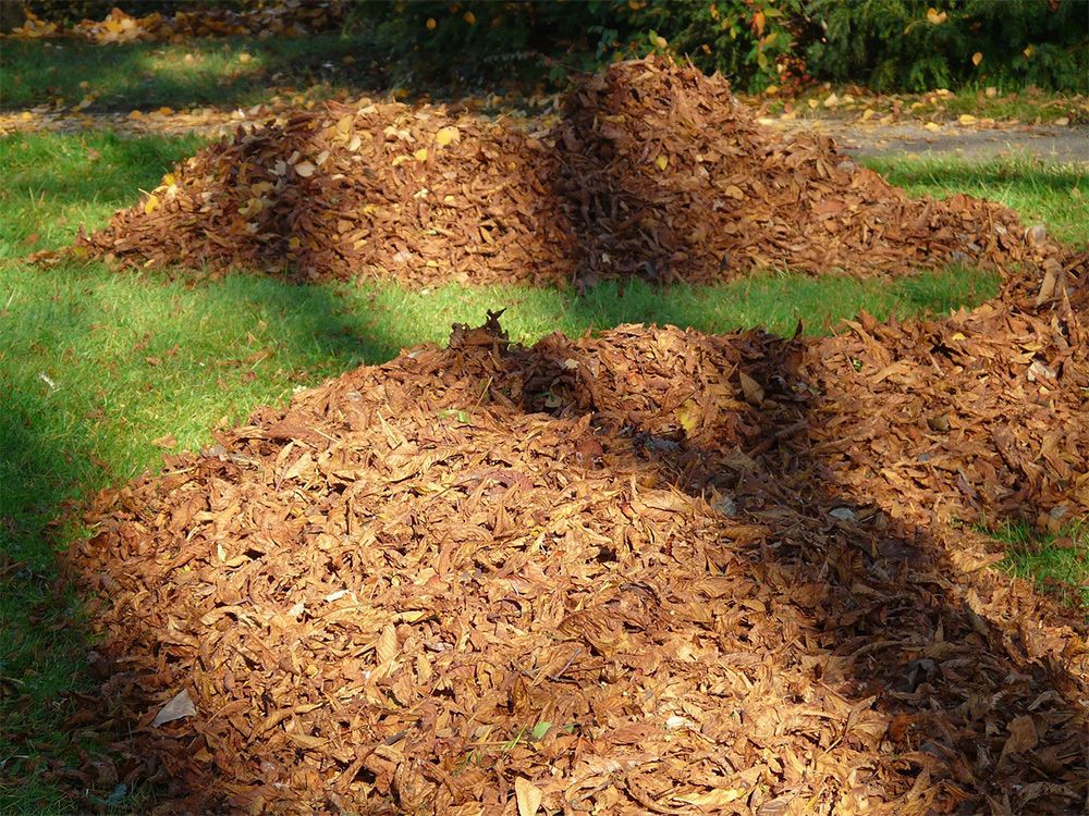 5 Ways To Use Fall Leaves in Your Garden