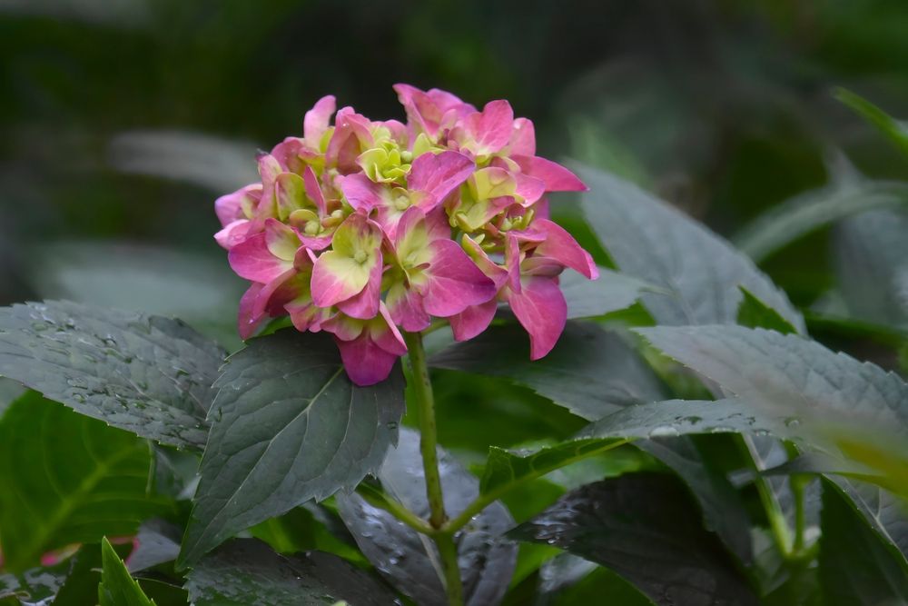 7 Hydrangea Varieties That Bloom in Fall