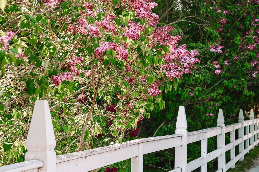 How Often to Prune Your Lilac Bushes