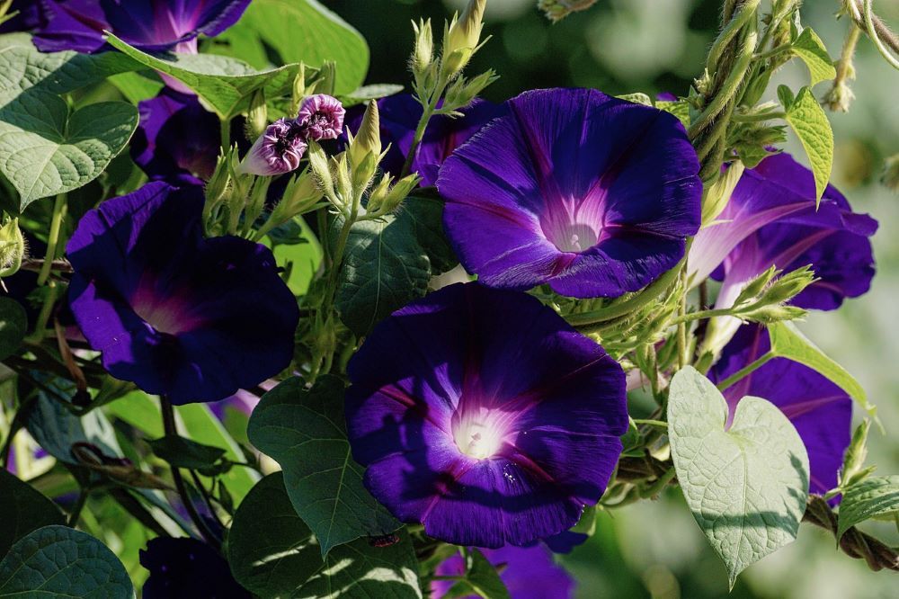 9 Plants That Move