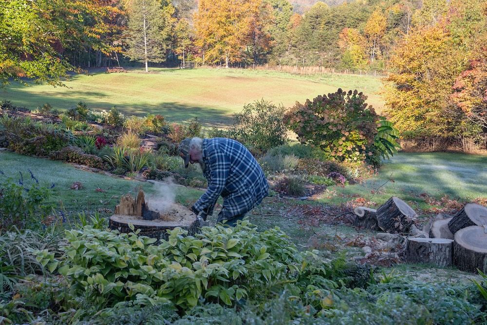 8 Ways to Kill a Tree Stump