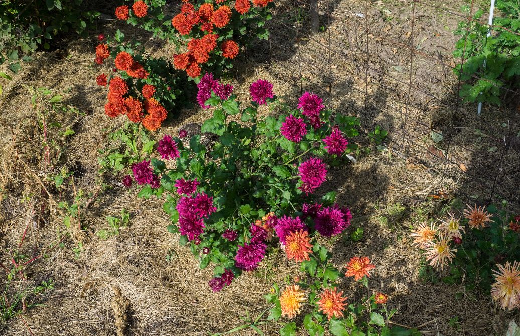 How To Keep Your Mums Blooming All Season Long