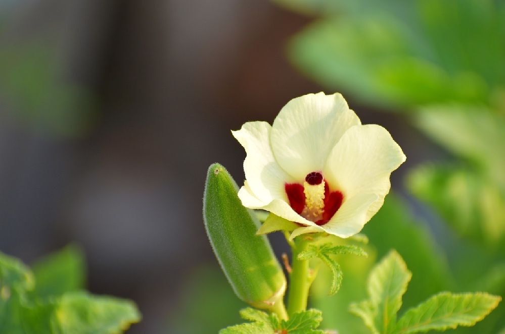 6 Tips for Growing Okra in Pots