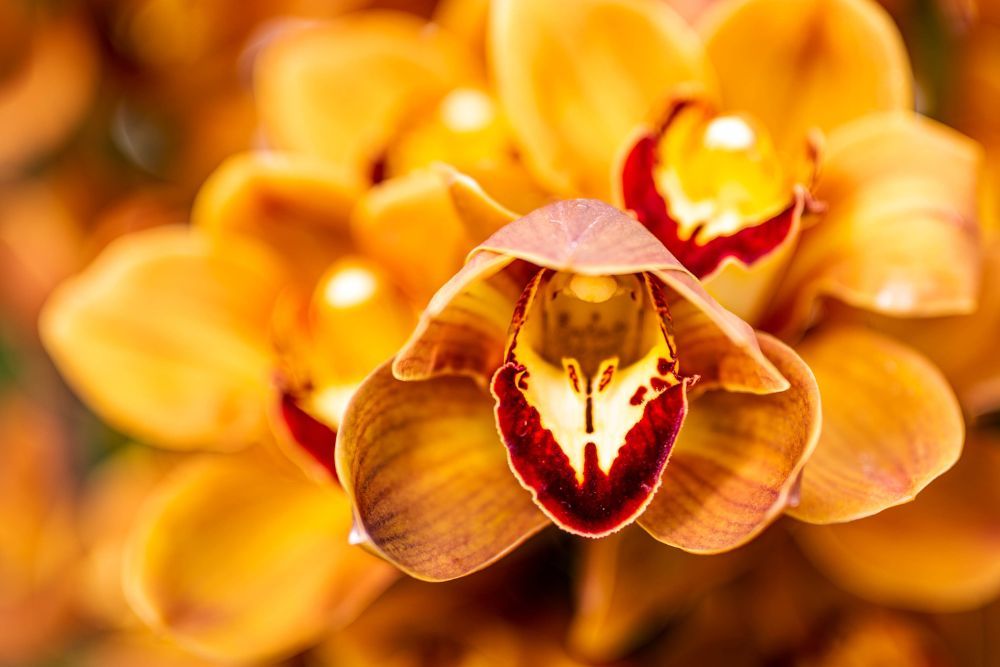 7 Orchid Flower Colors To Brighten Your Home