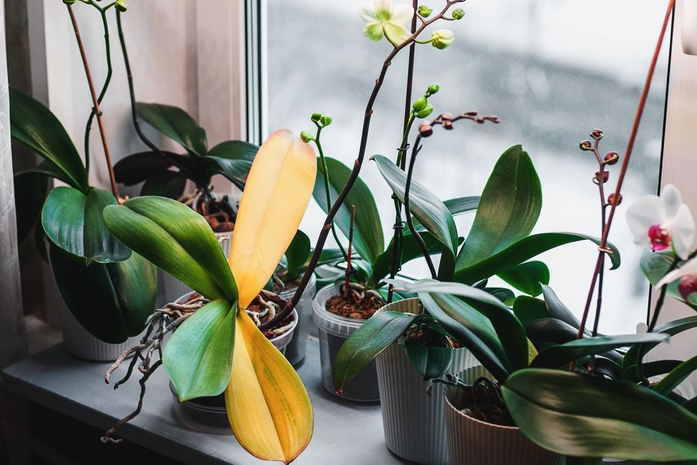 5 Natural Ways To Treat Orchid Fungal Diseases