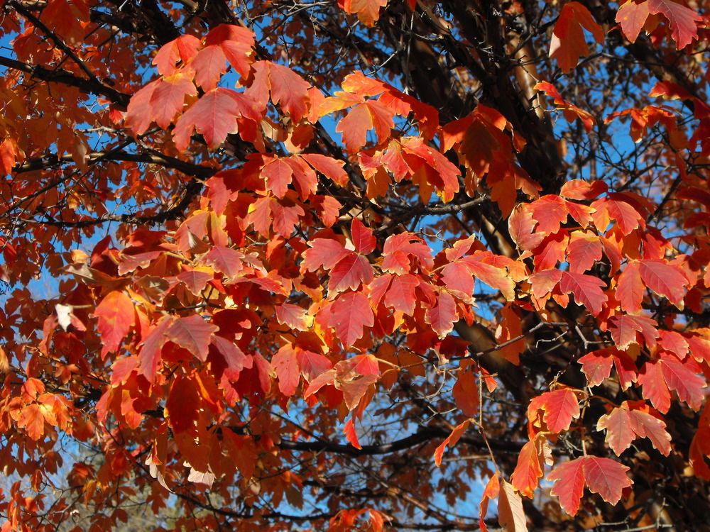 7 Best Maple Trees For Fall Color