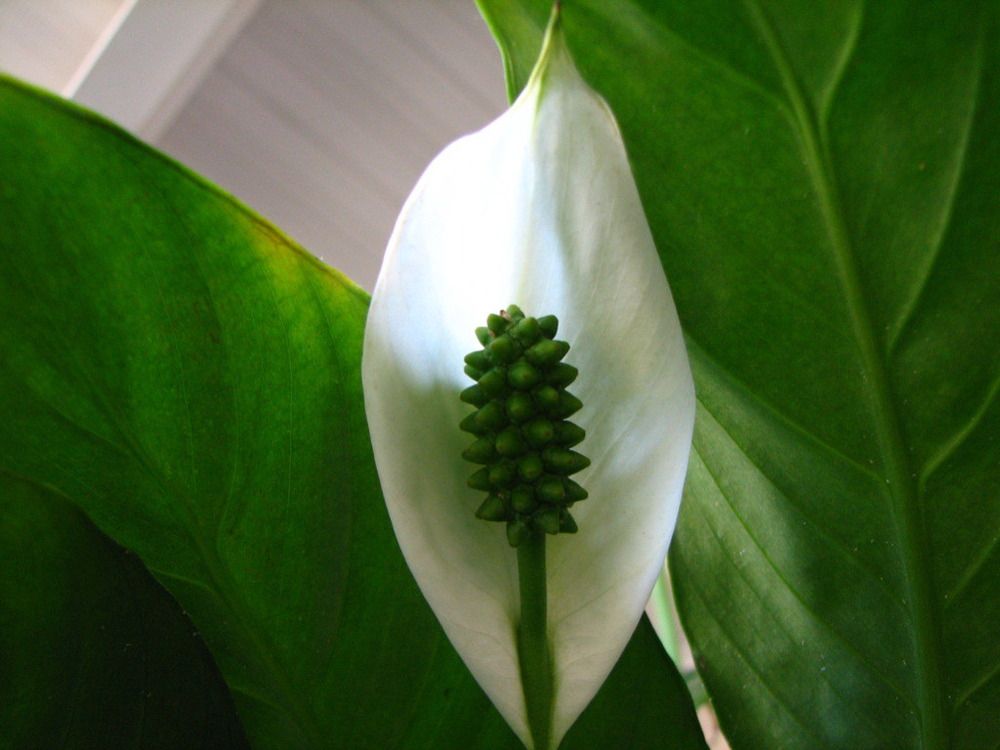 Why Your Peace Lily Flower Is Green