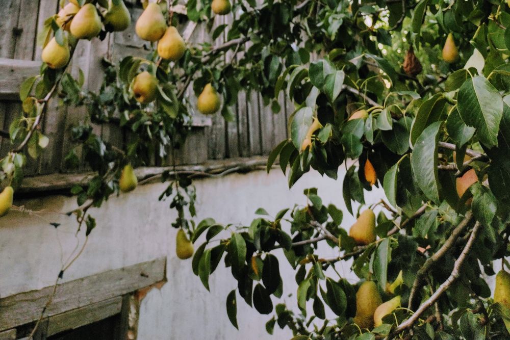 How to Grow Pear Trees