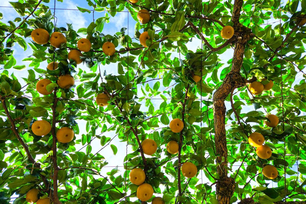 How to Grow Pear Trees