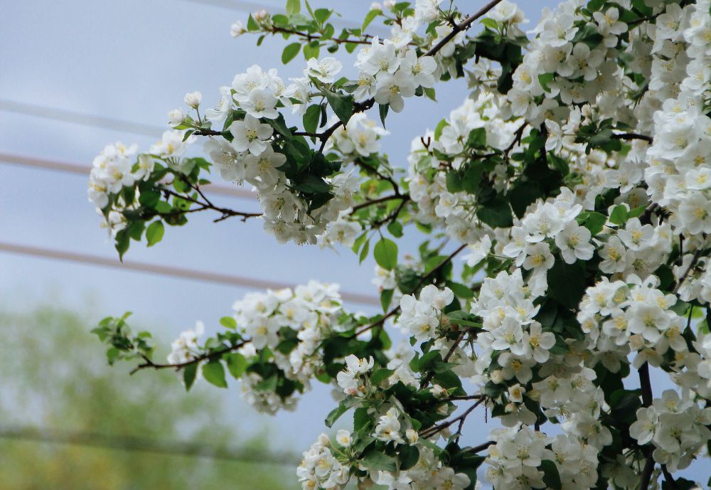 6 Stunning Crabapple Trees for Your Landscape